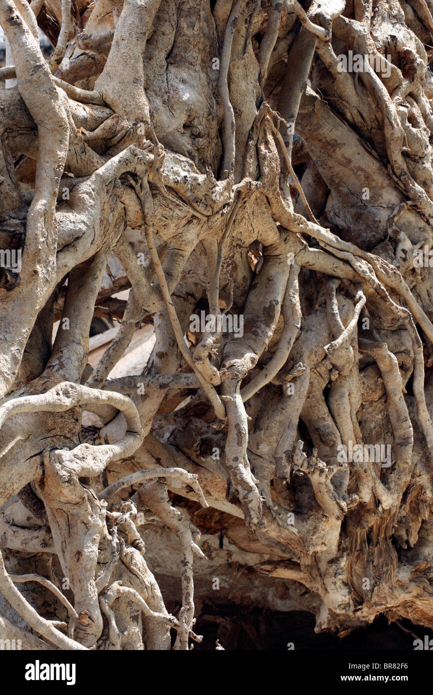 Ghost Forest Roots at Oxford University Museum Stock Photo - Alamy
