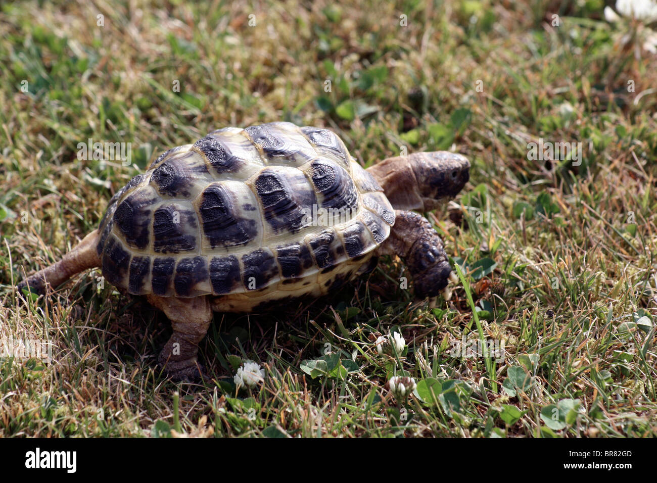 Horsfield's Tortoise - Testudo horsfieldii Stock Photo - Alamy