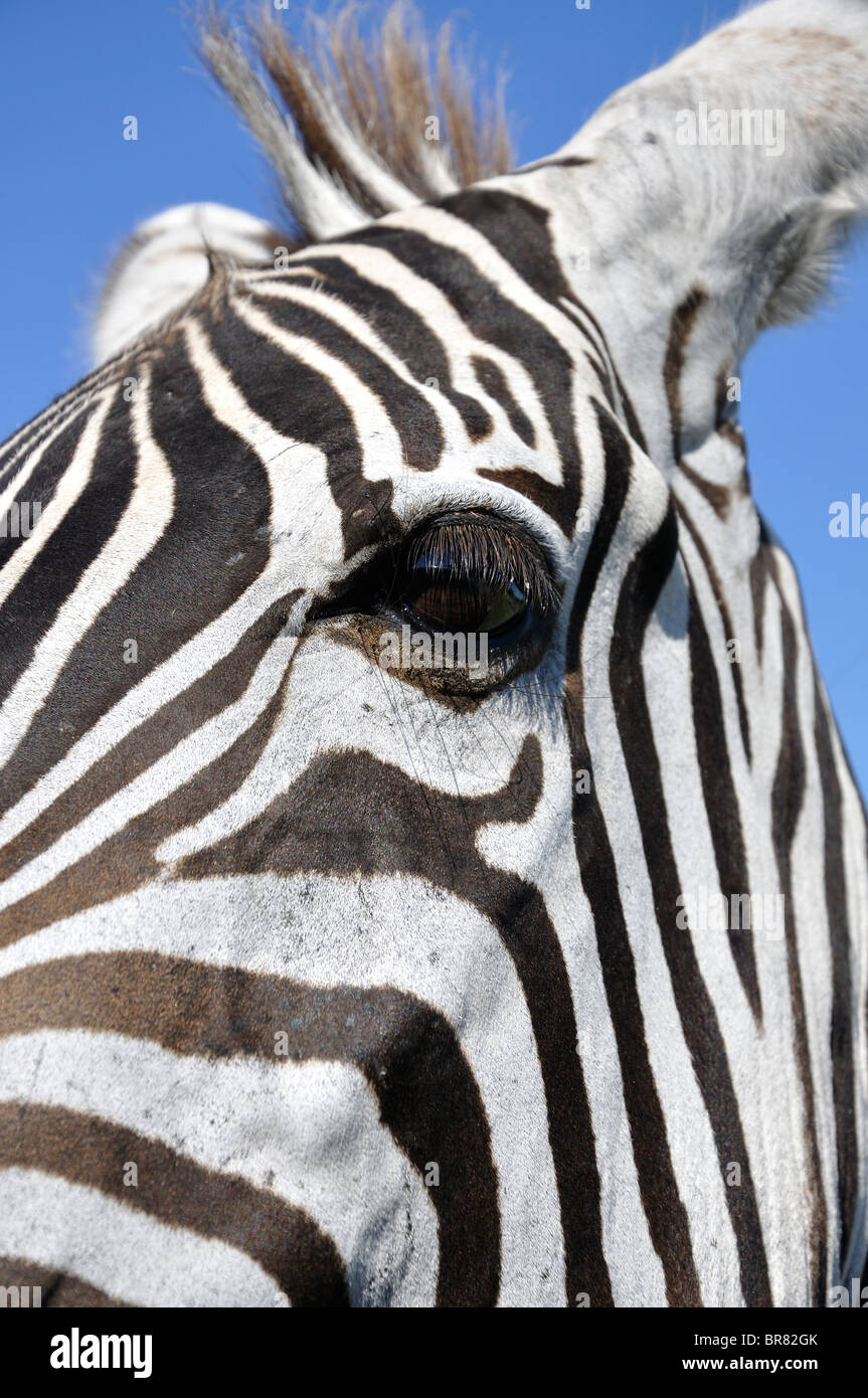 Zebras eye hi-res stock photography and images - Alamy