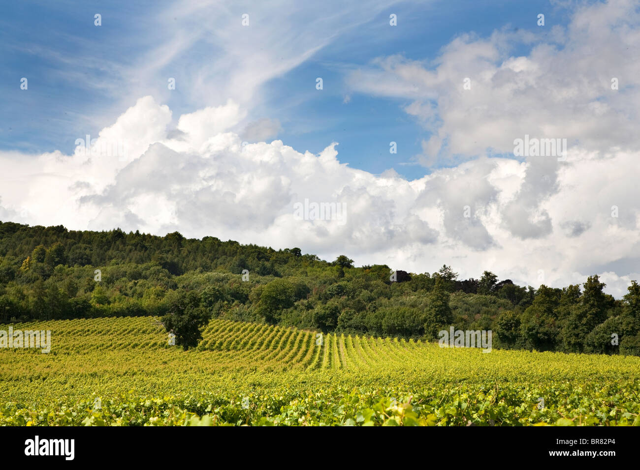 Denbies estate hi-res stock photography and images - Alamy