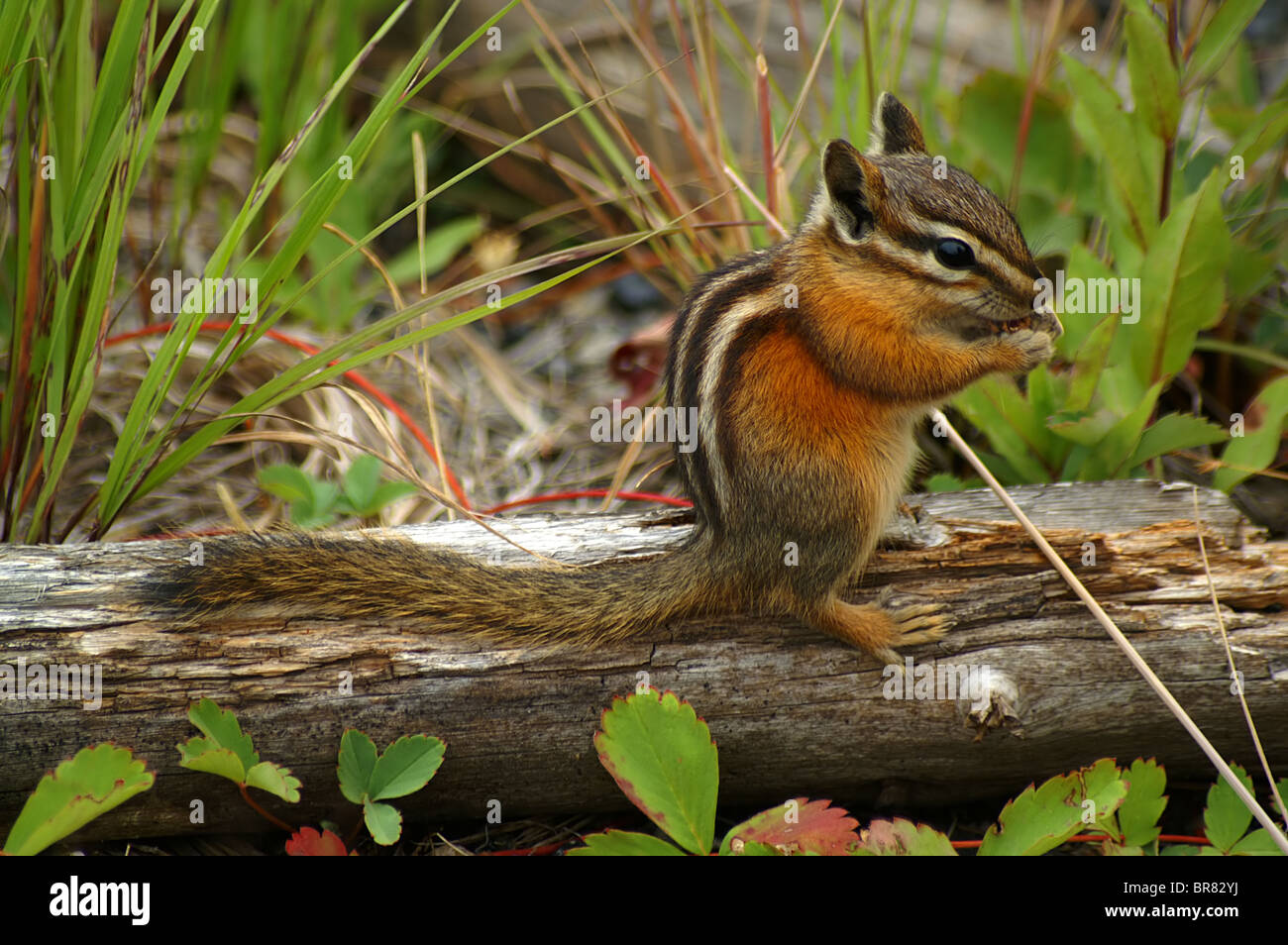 Chipmunk in forest environment Stock Photo - Alamy