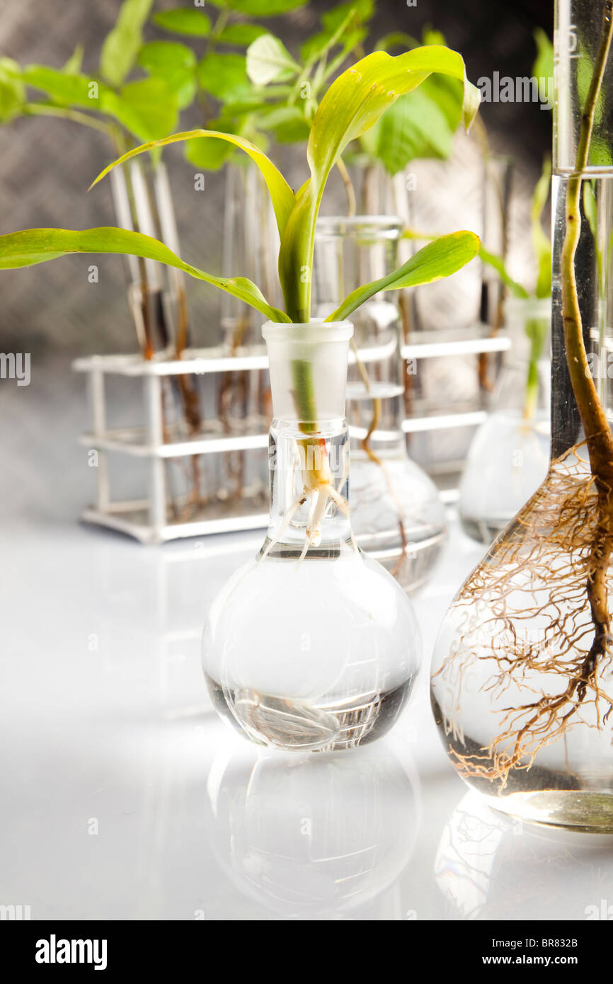 Plant geneticist hi-res stock photography and images - Alamy
