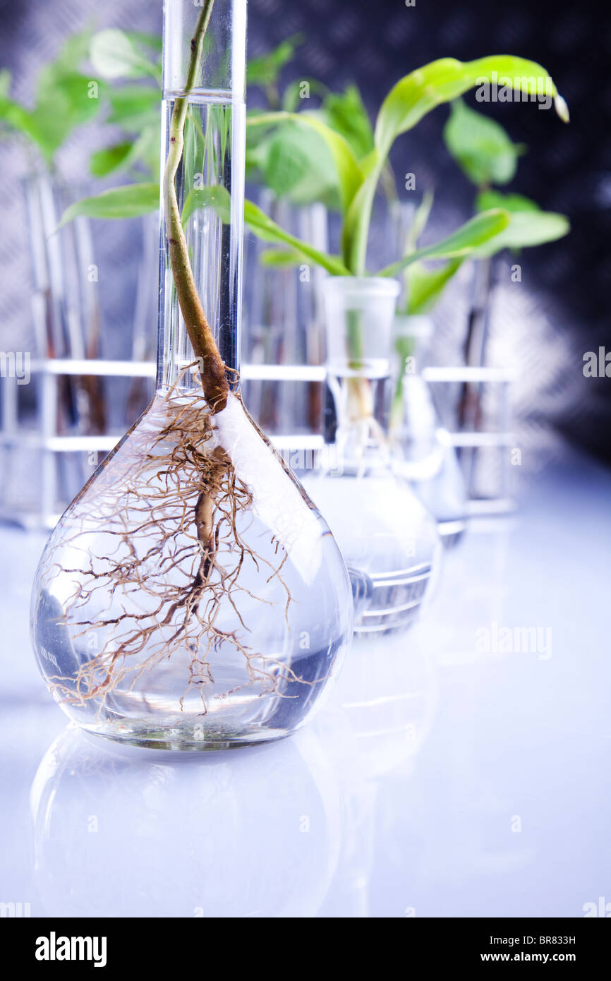 Plants in test tubes in laboratory Stock Photo - Alamy