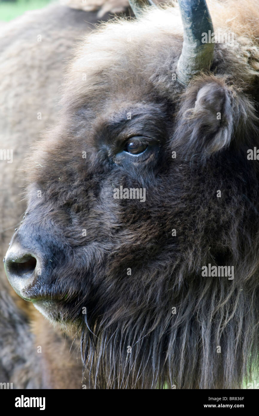 European Bison or Wisent Stock Photo - Alamy
