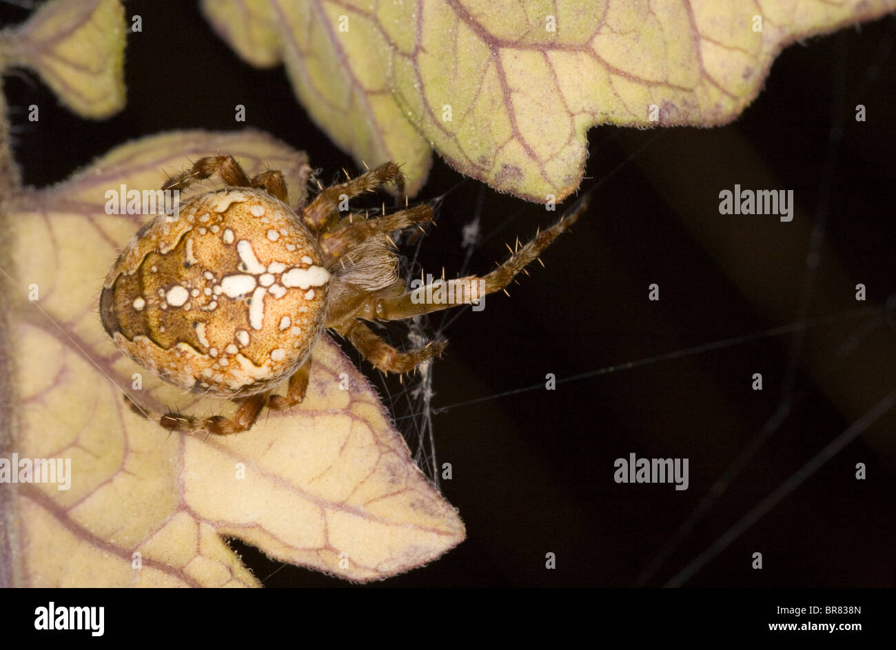 European garden spider (Araneus diadematus Stock Photo - Alamy