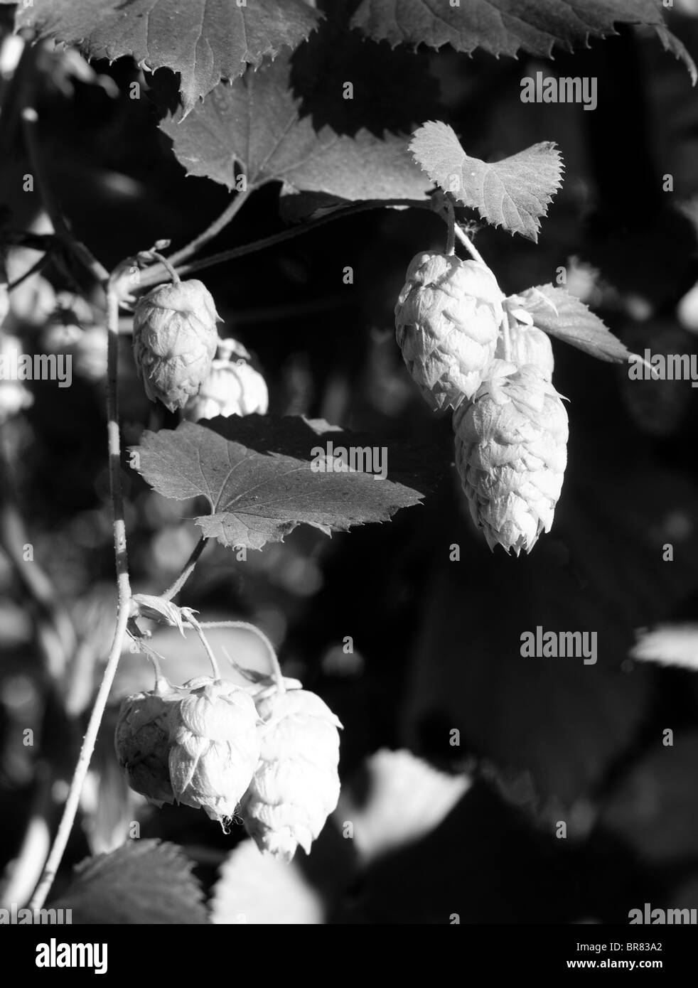Vines growing on Black and White Stock Photos & Images - Alamy