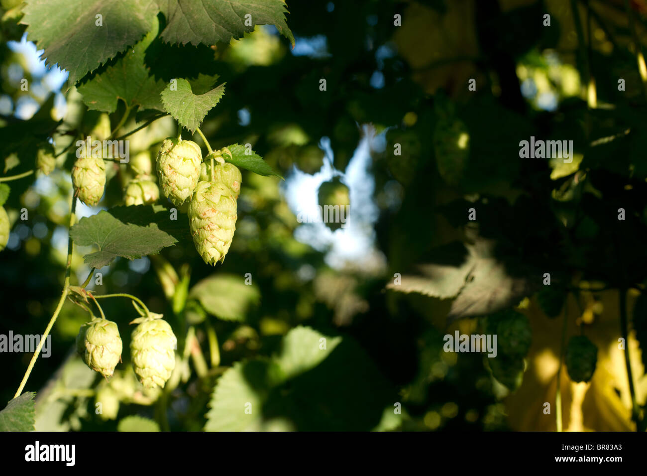 Hops growing on the vine in the field Stock Photo - Alamy