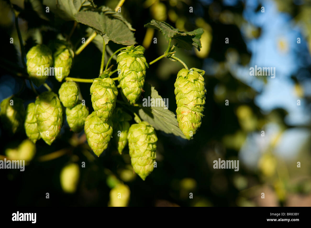 Hops hi-res stock photography and images - Alamy