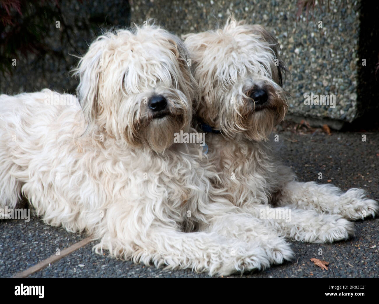 Hairy dogs hi-res stock photography and images - Alamy