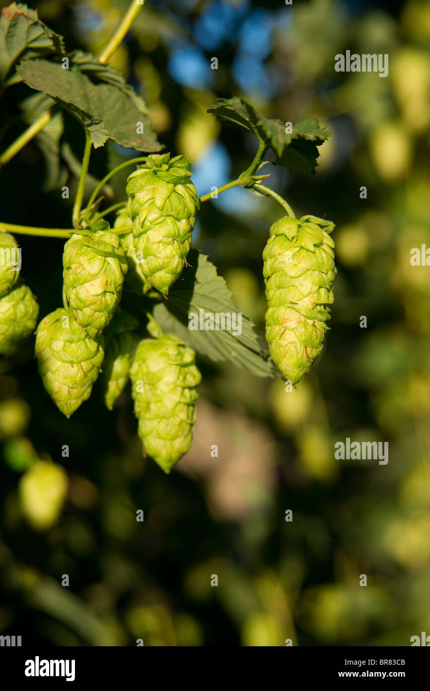 Growing hops hi-res stock photography and images - Alamy