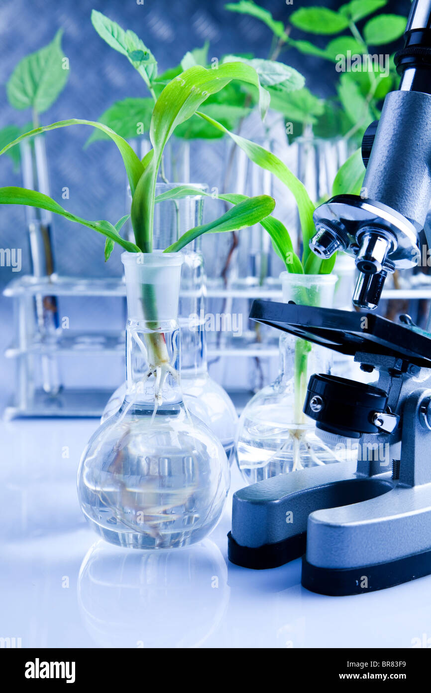 Experimenting with flora in laboratory Stock Photo - Alamy