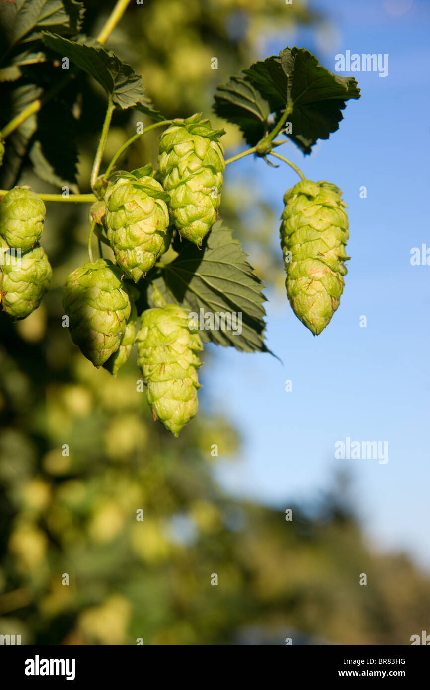 Growing of hops hi-res stock photography and images - Alamy