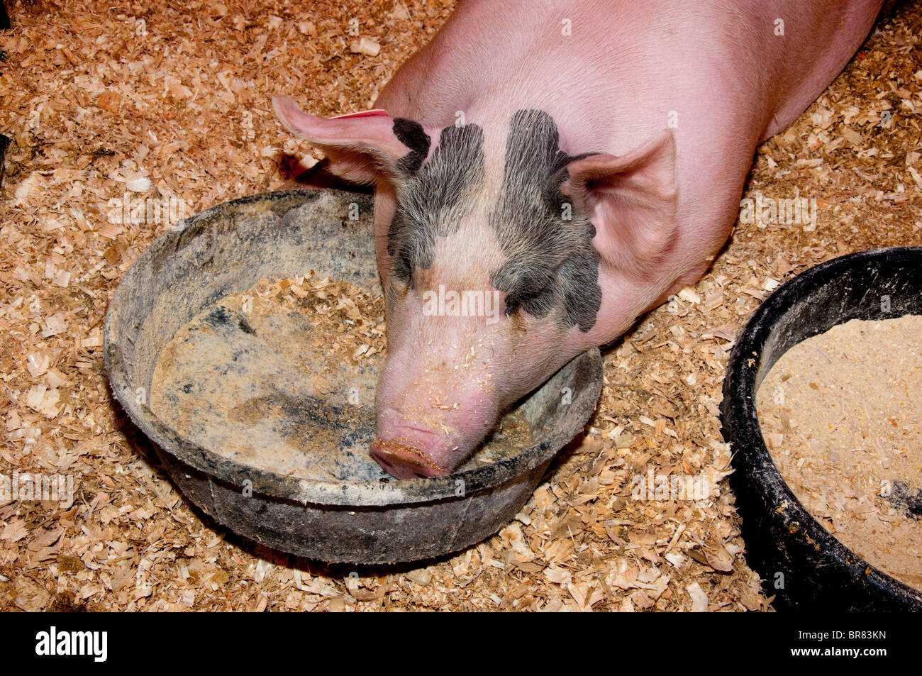 Animal porker hi-res stock photography and images - Alamy
