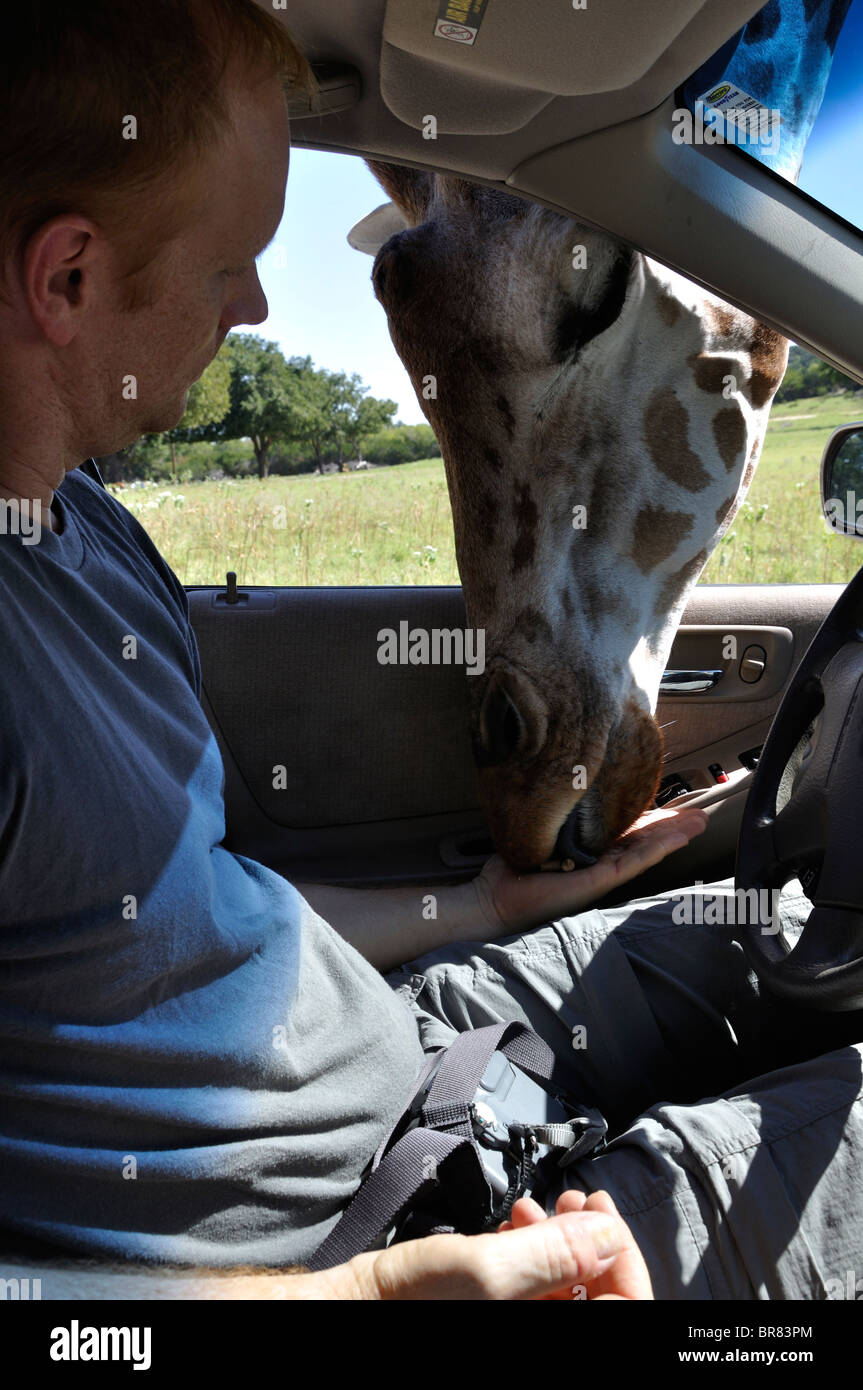 Giraffe treat hi-res stock photography and images - Alamy