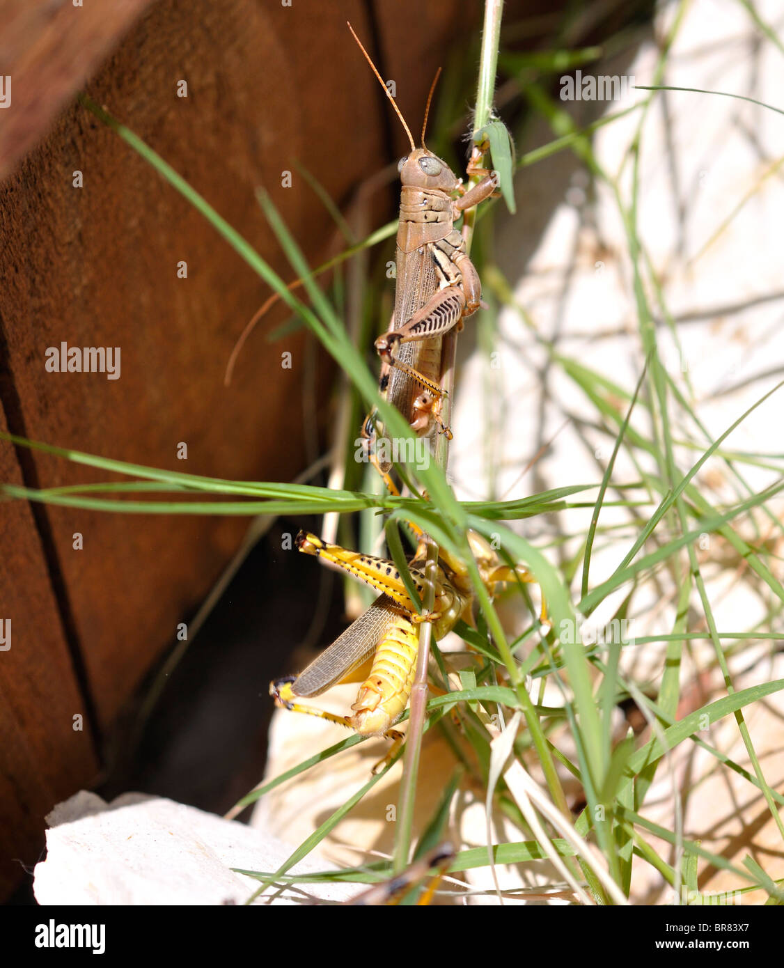 Grasshoppers ready to mate Stock Photo - Alamy