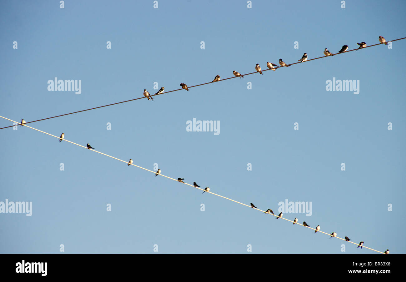 A row of small birds on an electrical telephone wire Stock Photo - Alamy