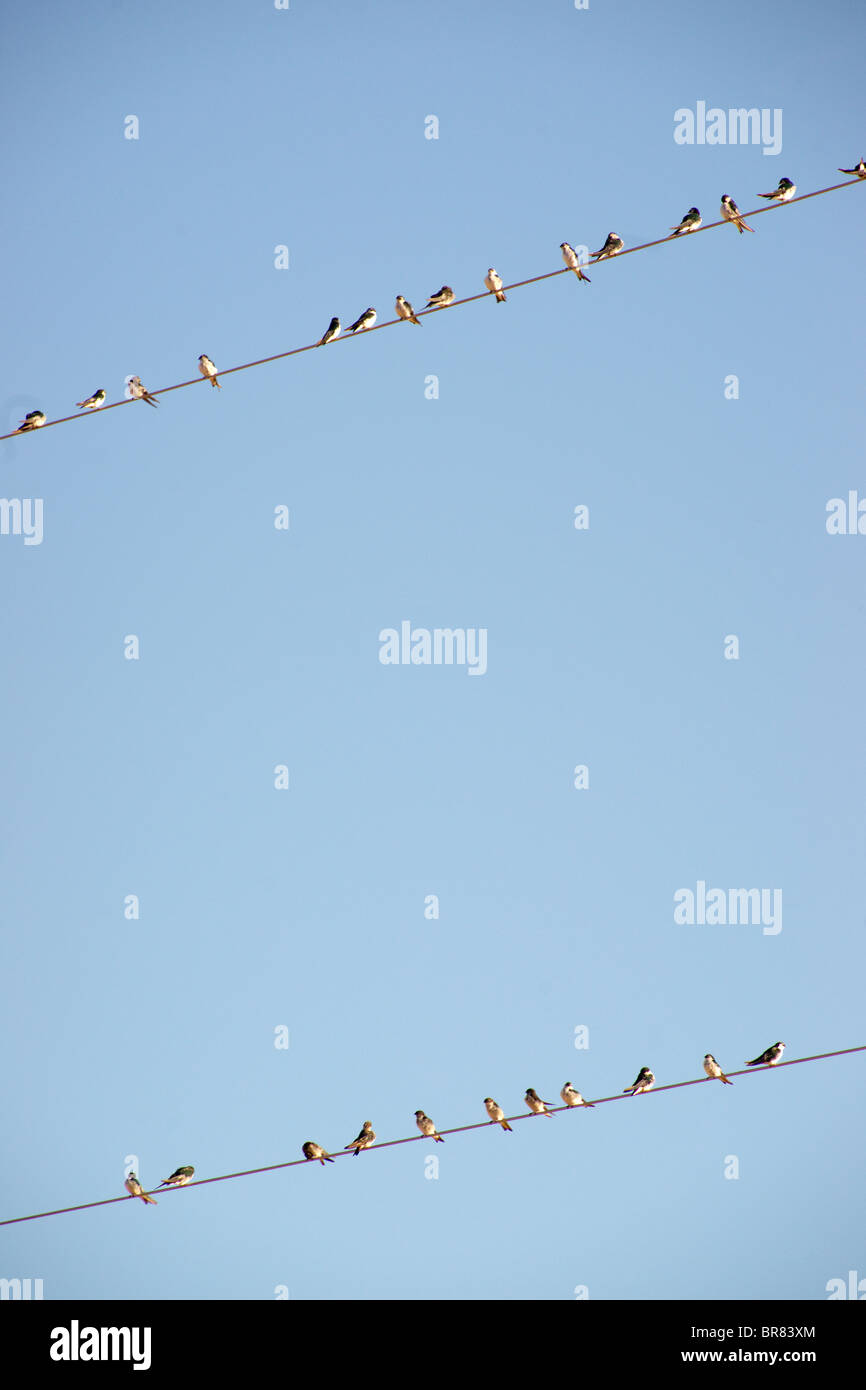 A row of small birds on an electrical telephone wire Stock Photo - Alamy