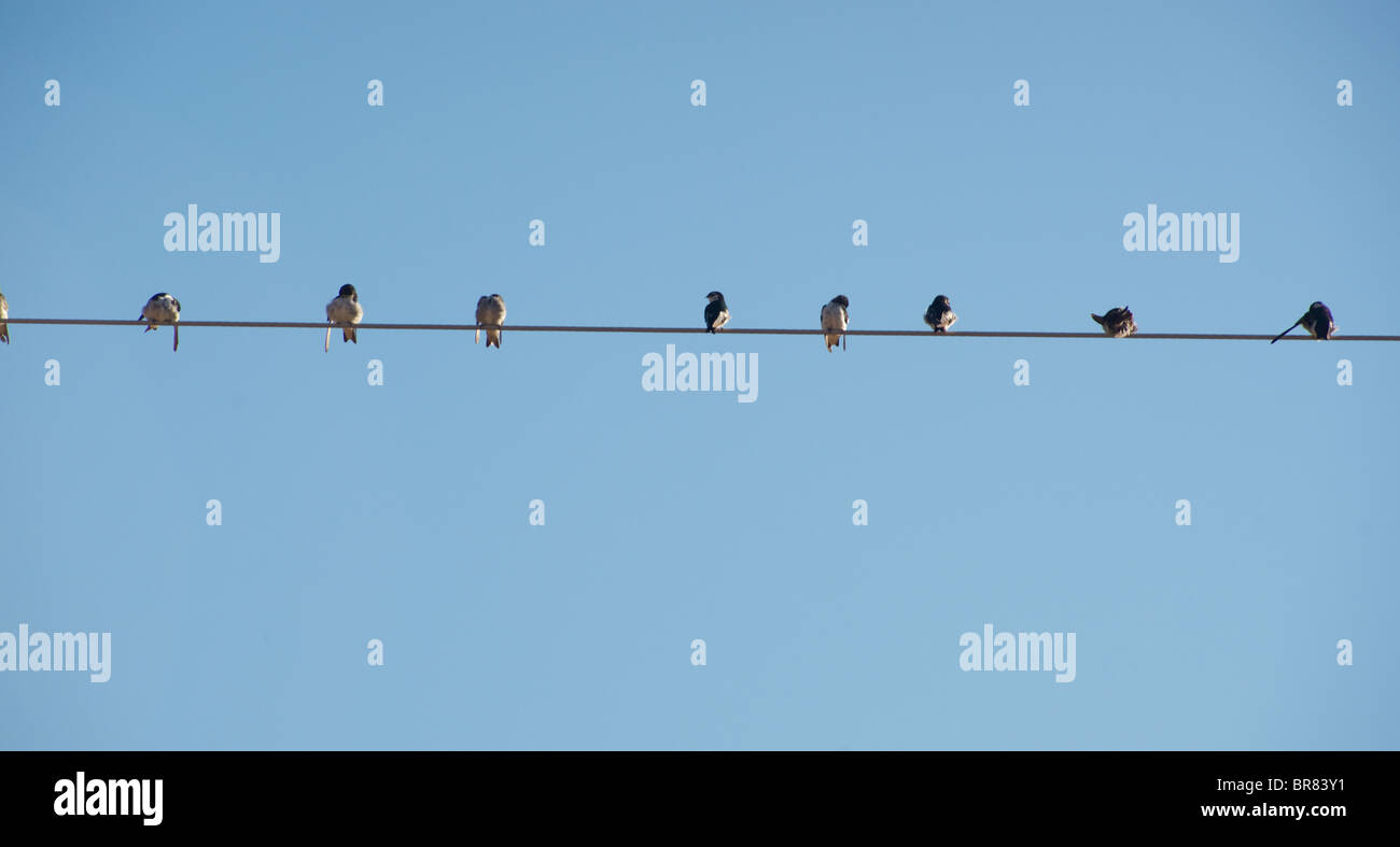 Birds On Telephone Wire