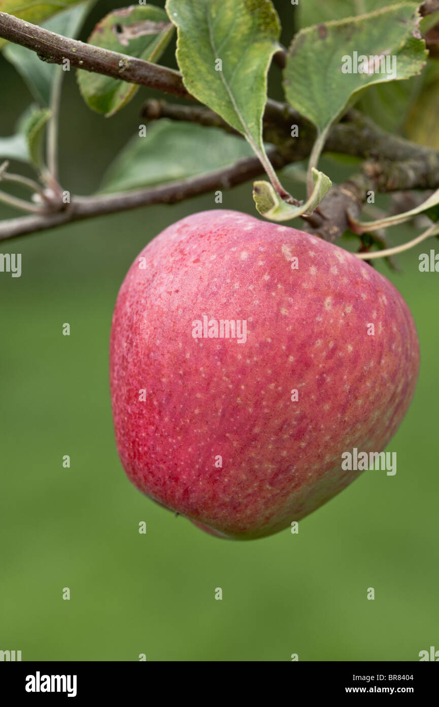 Red apple trees hi-res stock photography and images - Alamy