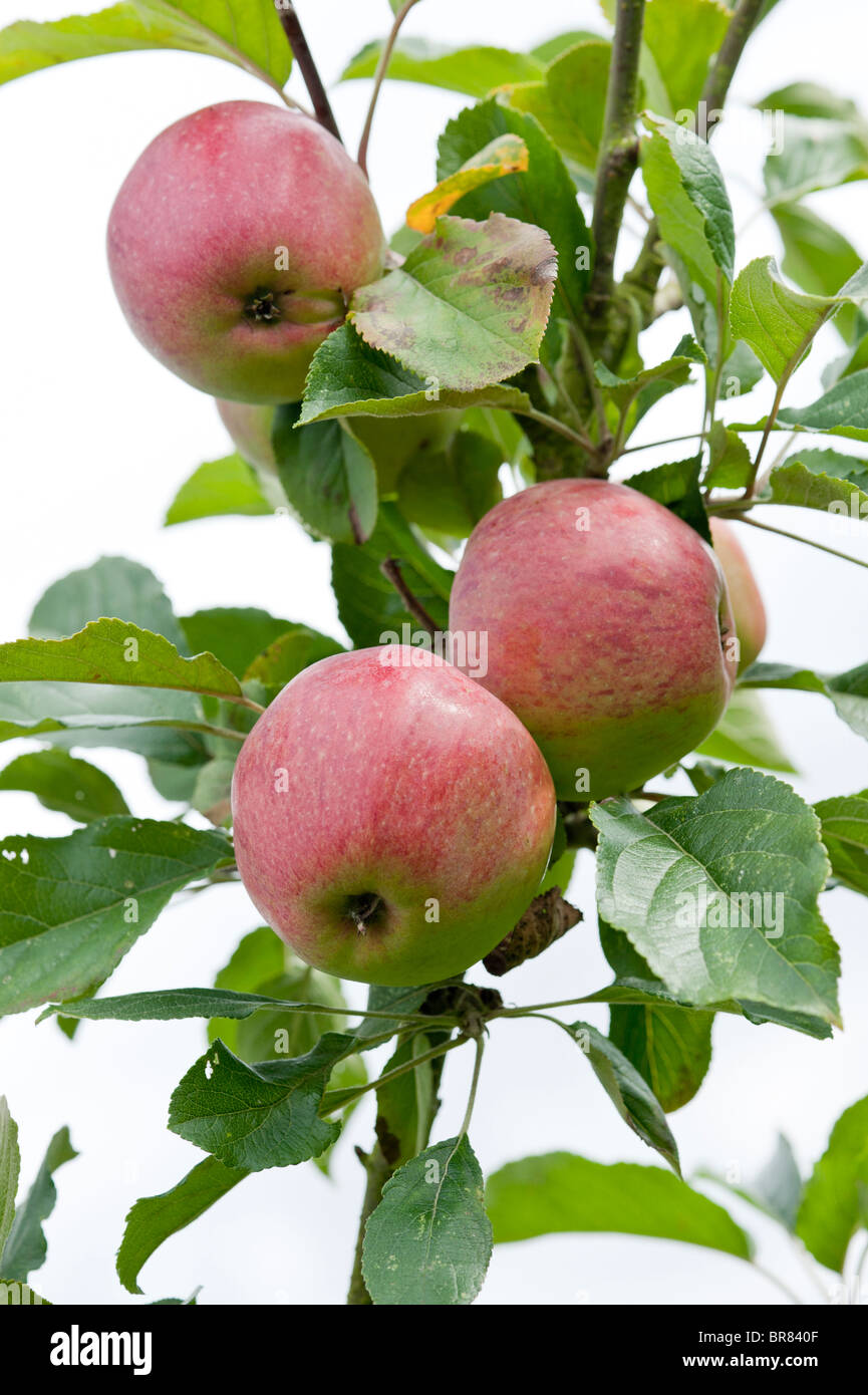 Cider apple harvest somerset england hi-res stock photography and ...