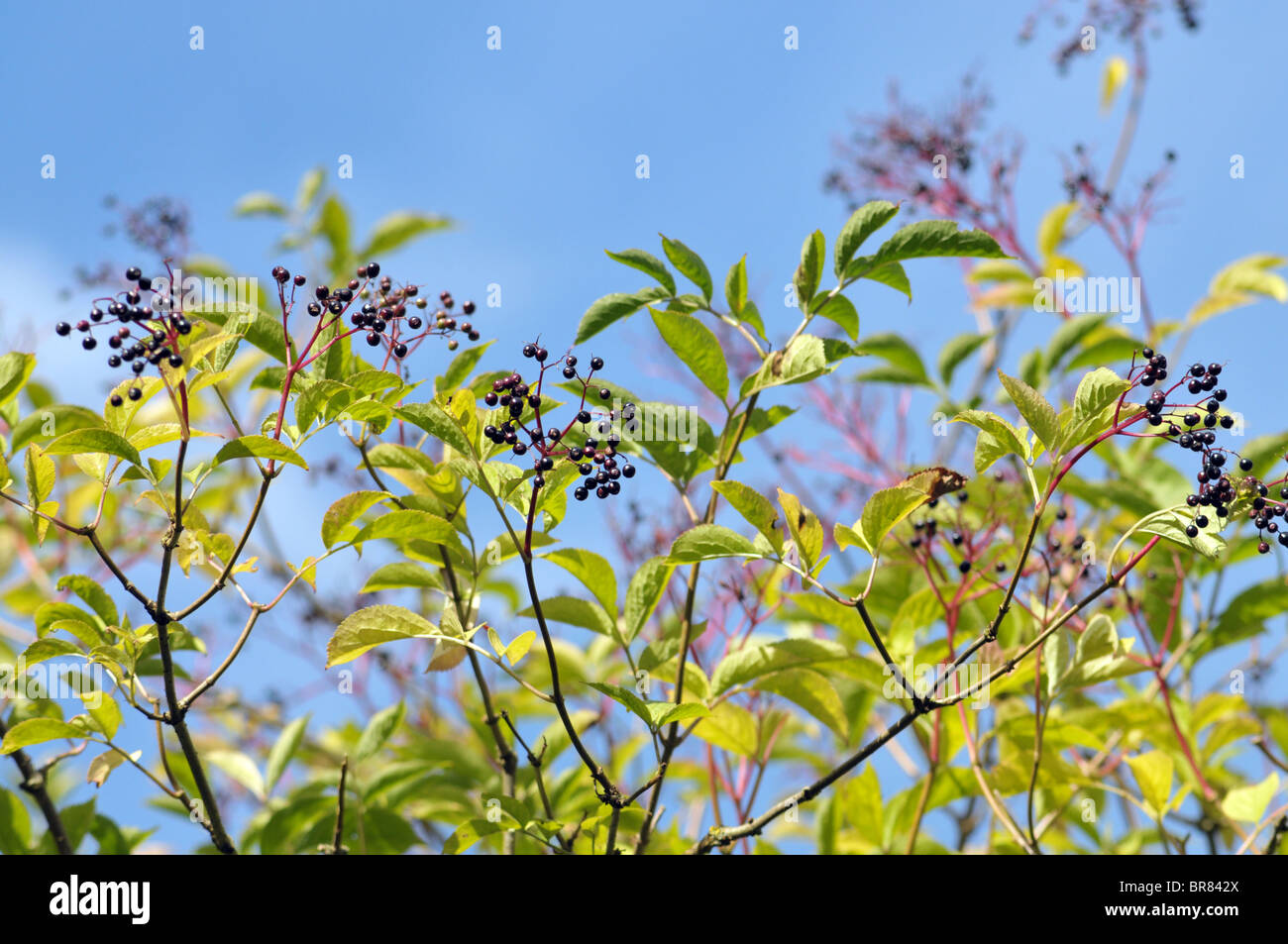 elder berry tree in fruit Stock Photo - Alamy