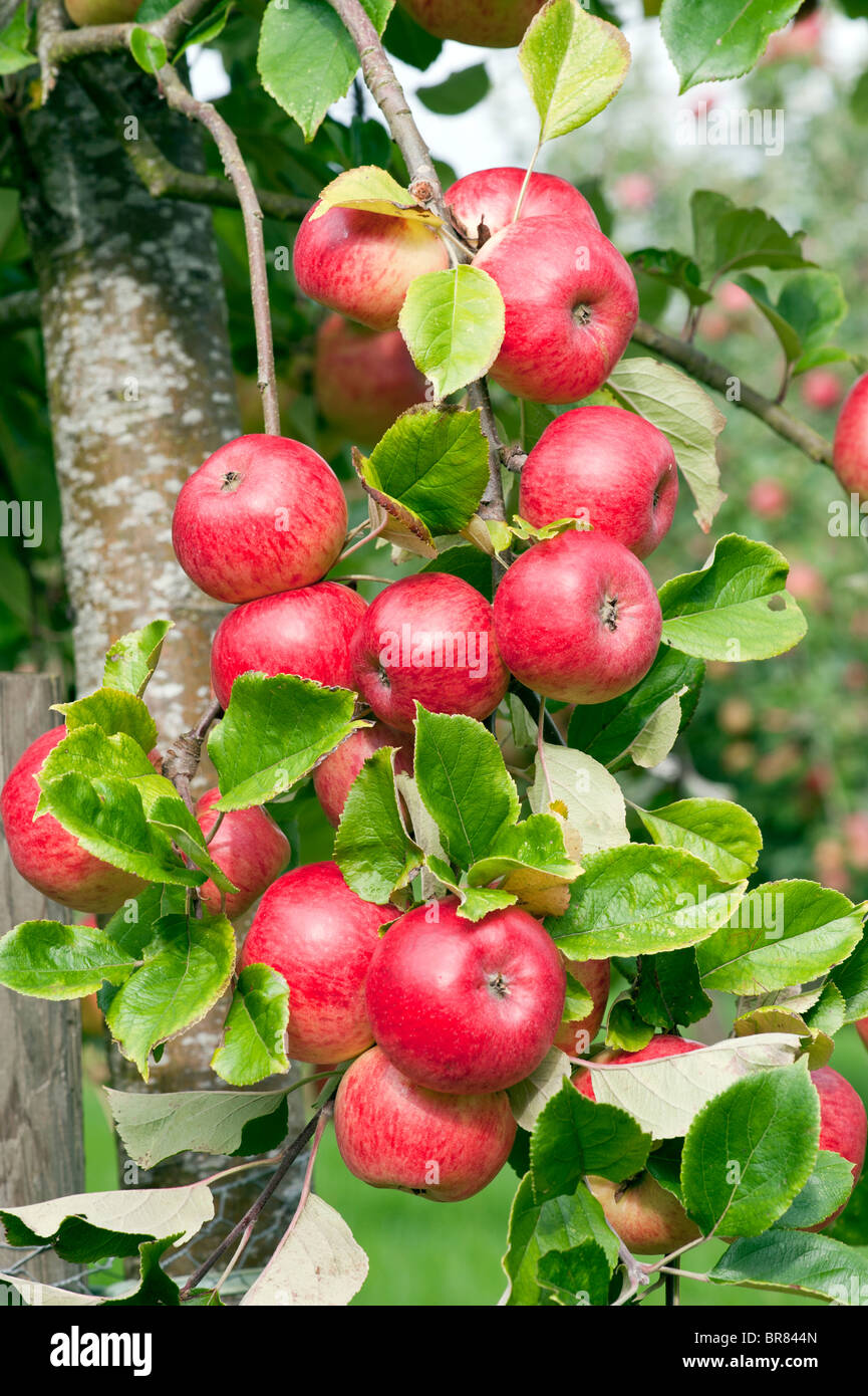 Ripe red cider apples hanging on a tree in a Somerset orchard portrait ...