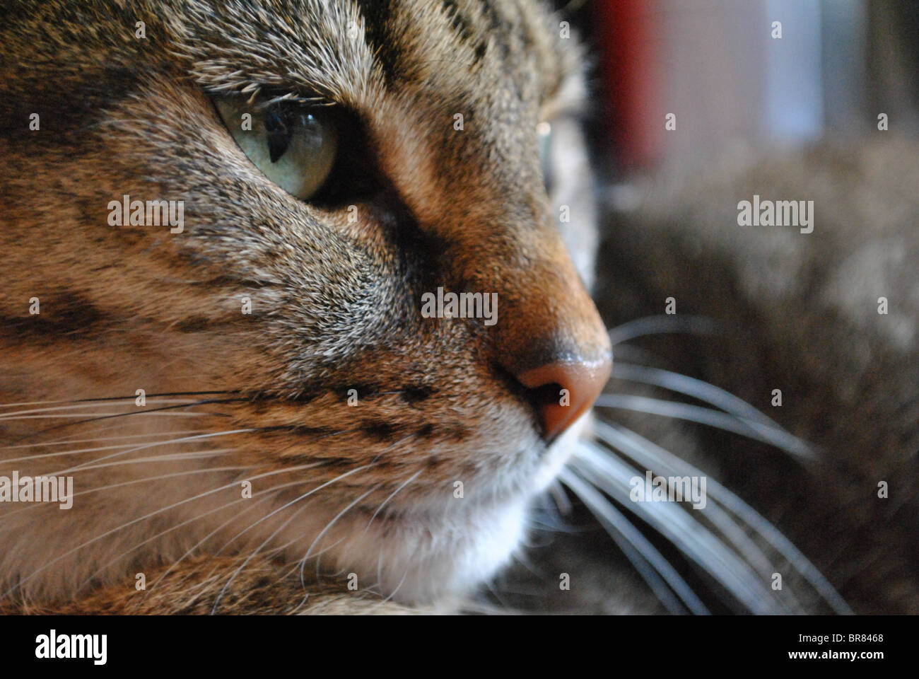 A relaxed but alert cat. Her face subtly fades slightly out of focus ...