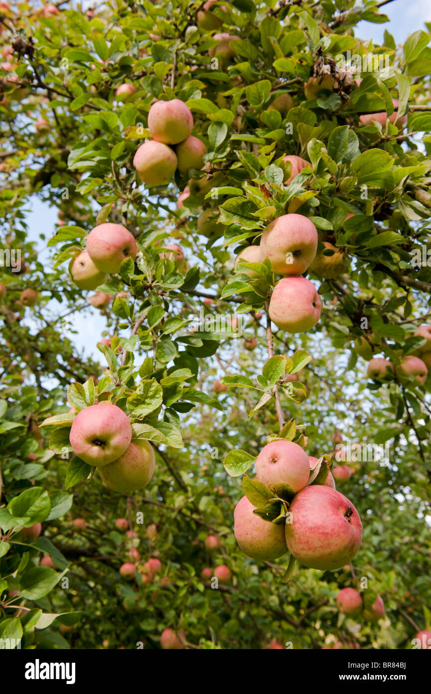 Cider tree tree of cider hi-res stock photography and images - Alamy