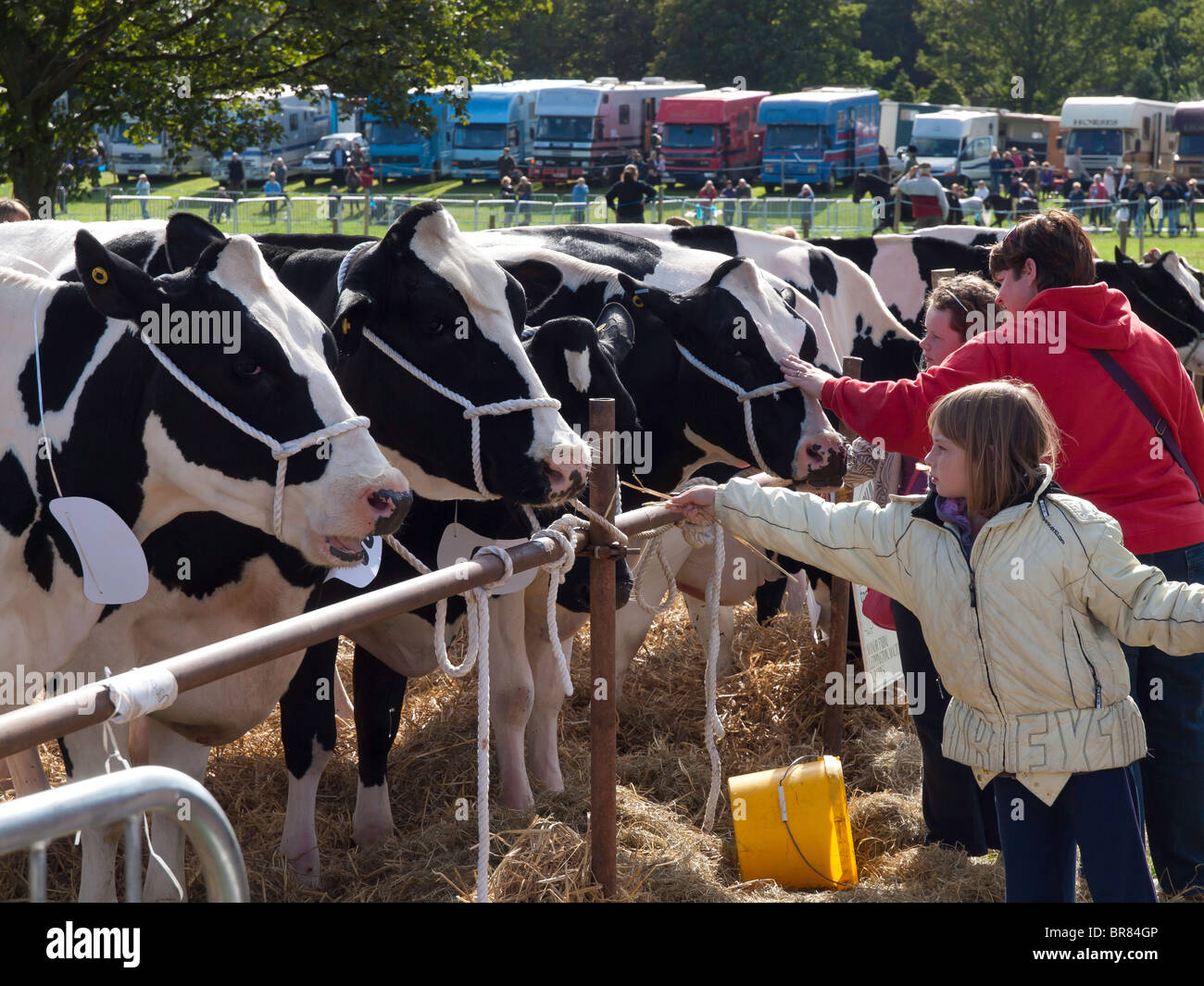 Girl reaches out to stroke a Holstein cow at Stokesley Agricultural ...