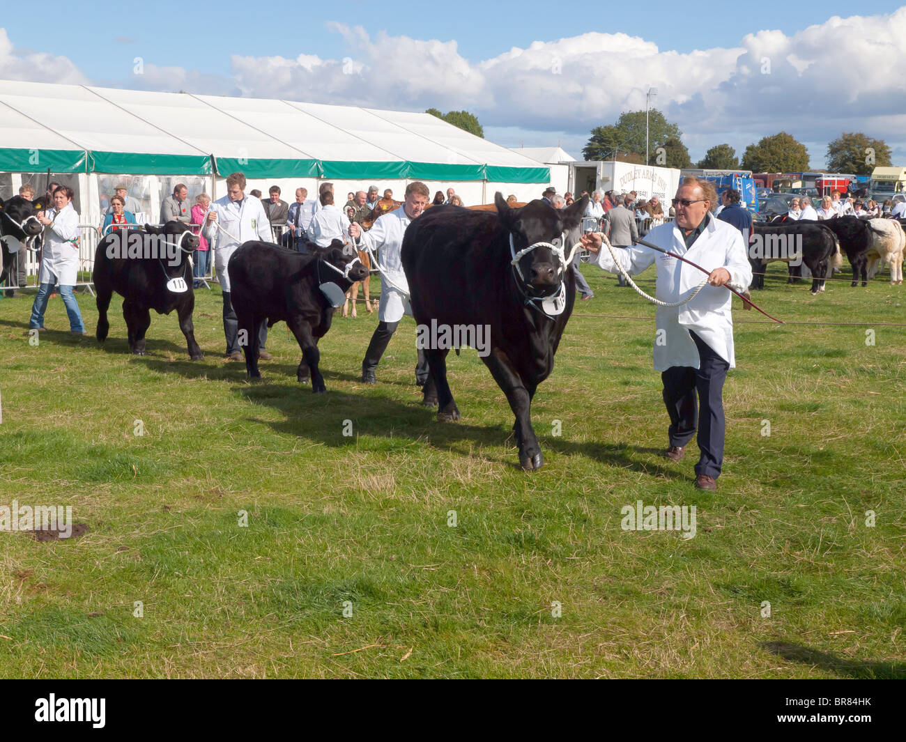 Three aberdeen angus cattle in hi-res stock photography and images - Alamy
