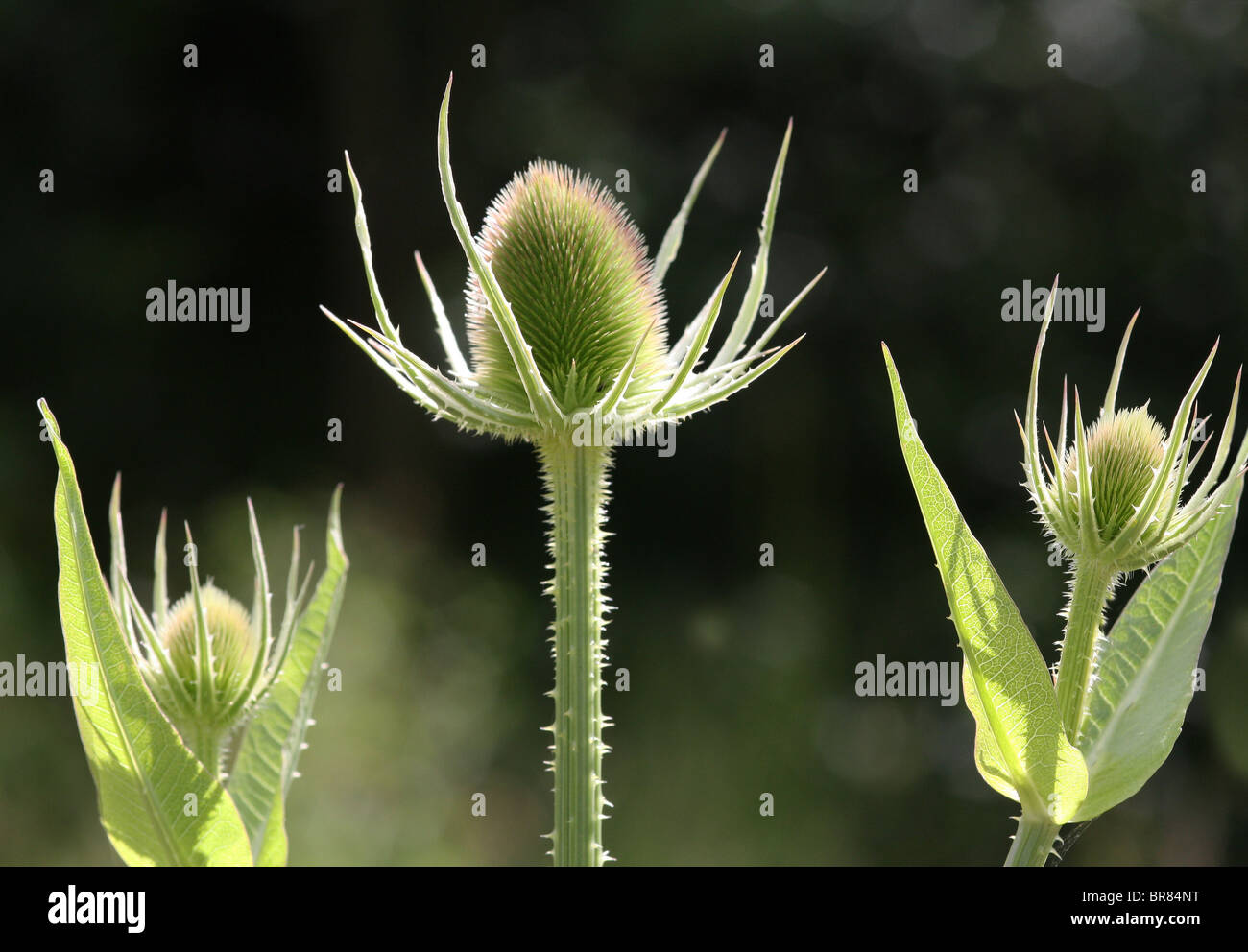 Seed heads of the Common Teasel (Dipsacus Fullonum Stock Photo - Alamy