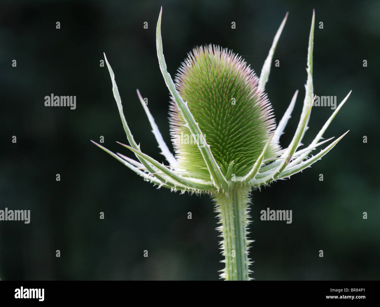 Seed head of the Common Teasel (Dipsacus Fullonum Stock Photo - Alamy