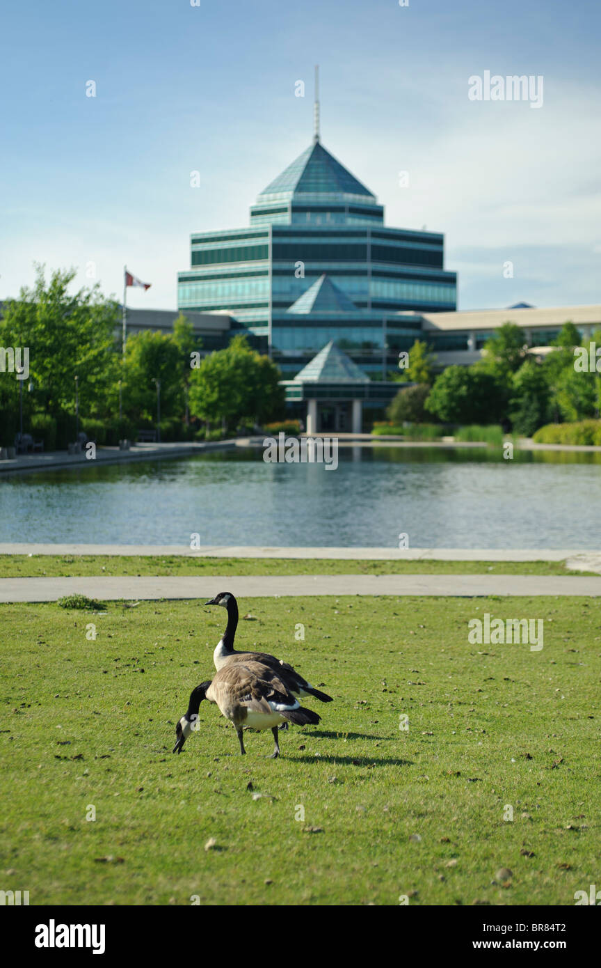 Canada geese and main building on Nortel Carling Campus, Nepean Ontario ...
