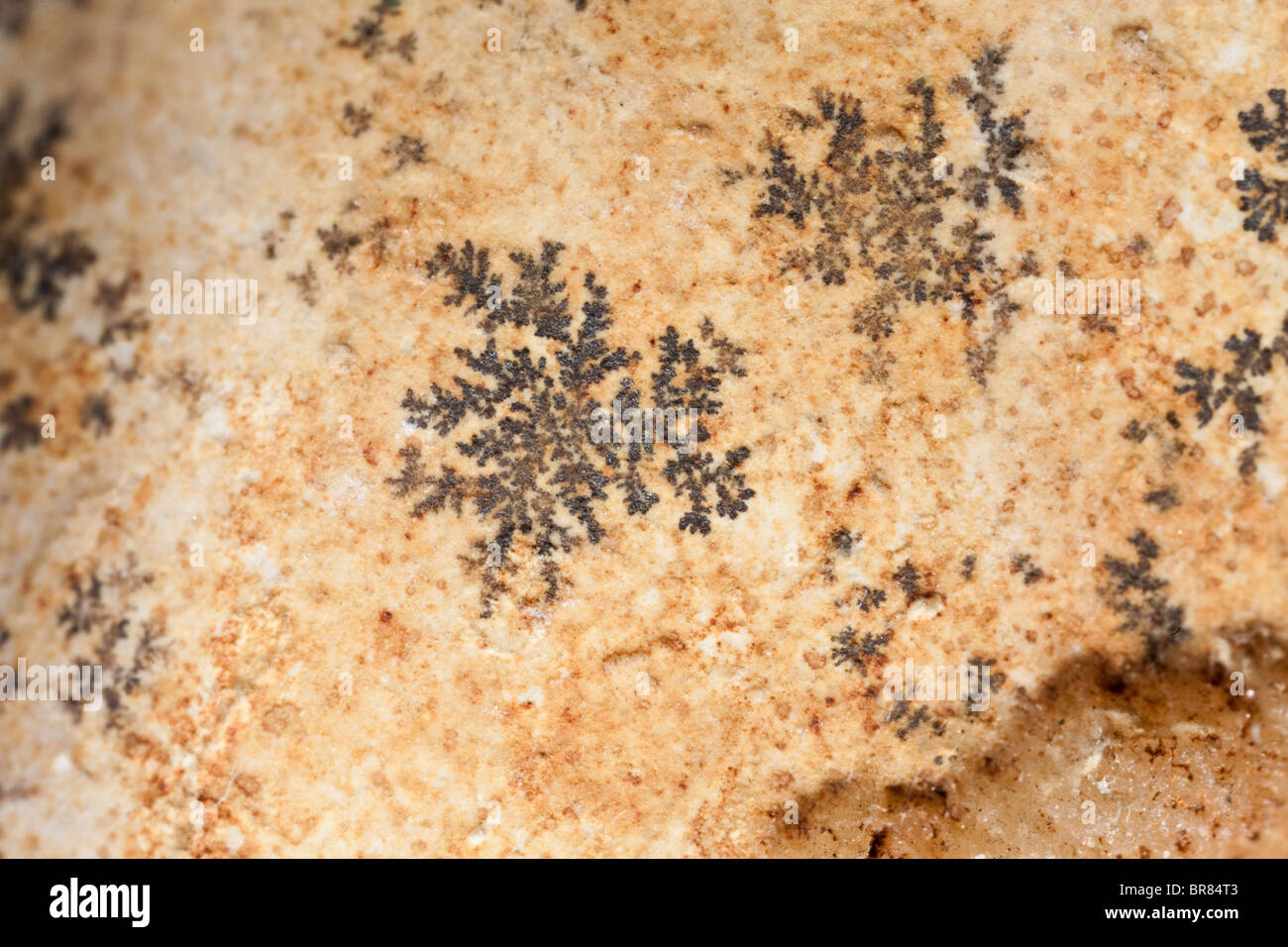 Crystal dendrites on limestone matrix Stock Photo - Alamy