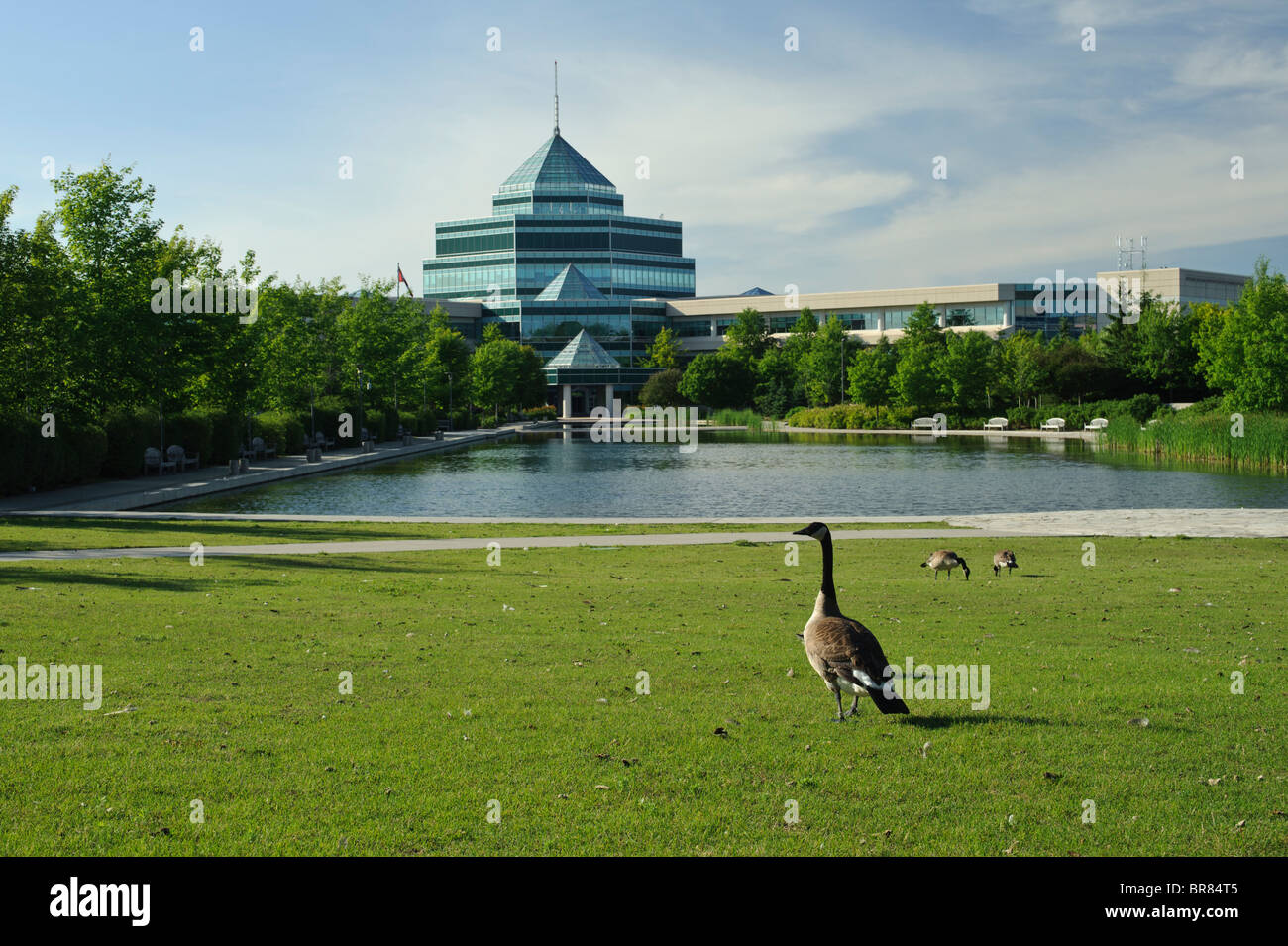 Canada geese and main building on Nortel Carling Campus, Nepean Ontario ...
