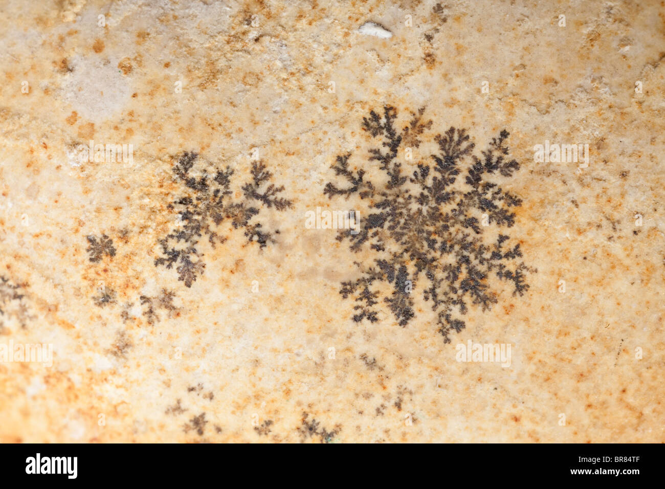 Crystal dendrites on limestone matrix Stock Photo - Alamy