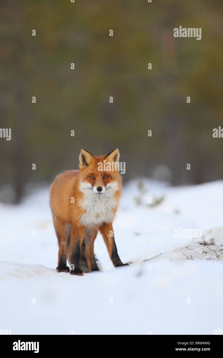 Red fox snow hi-res stock photography and images - Alamy