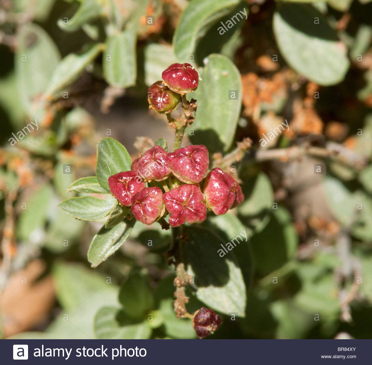 Buckbrush High Resolution Stock Photography and Images - Alamy