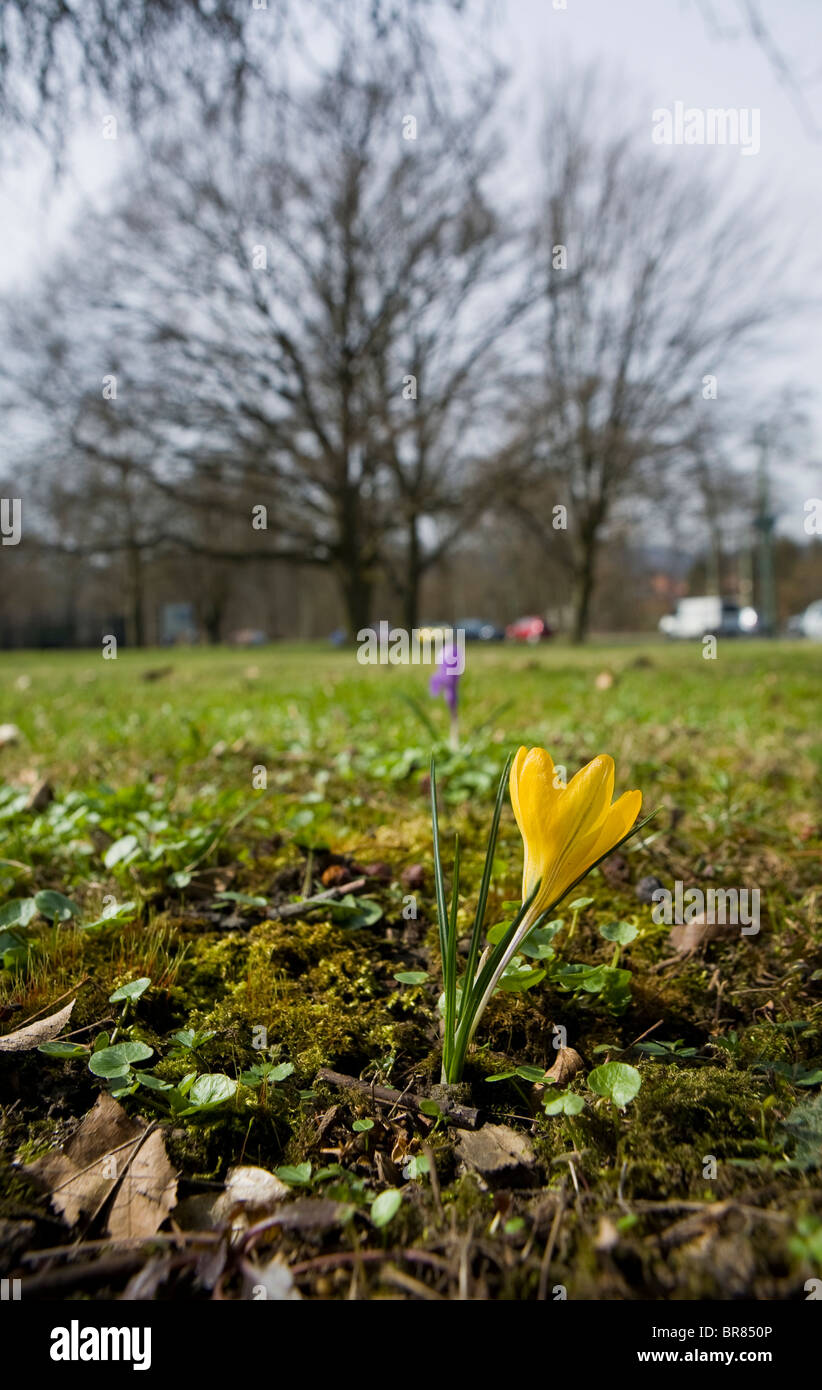 Yellow colchicum hi-res stock photography and images - Alamy