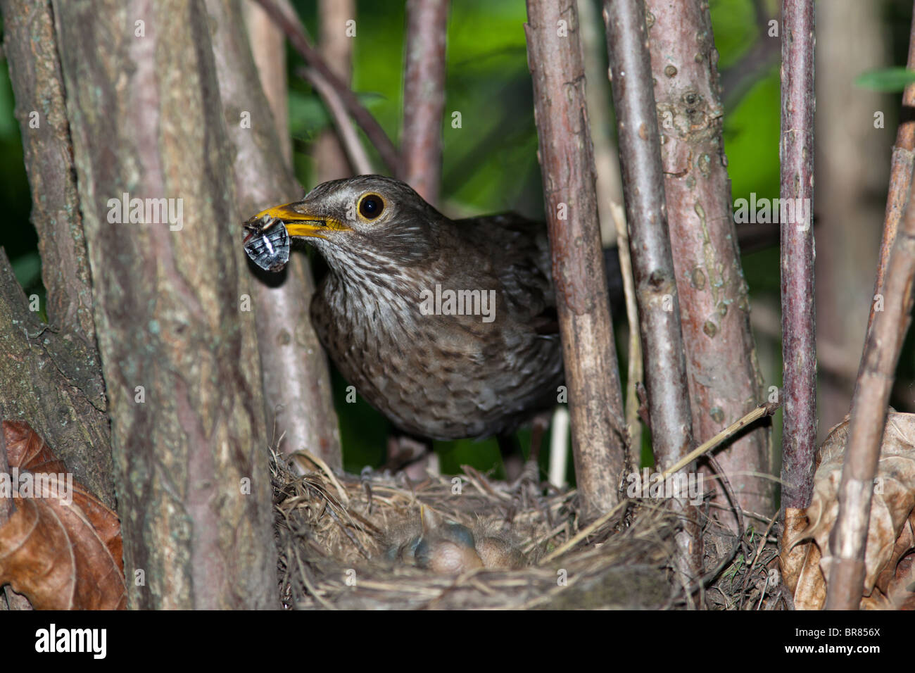 The Blackbird (Turdus merula) at a nest with hungry baby birds Stock ...