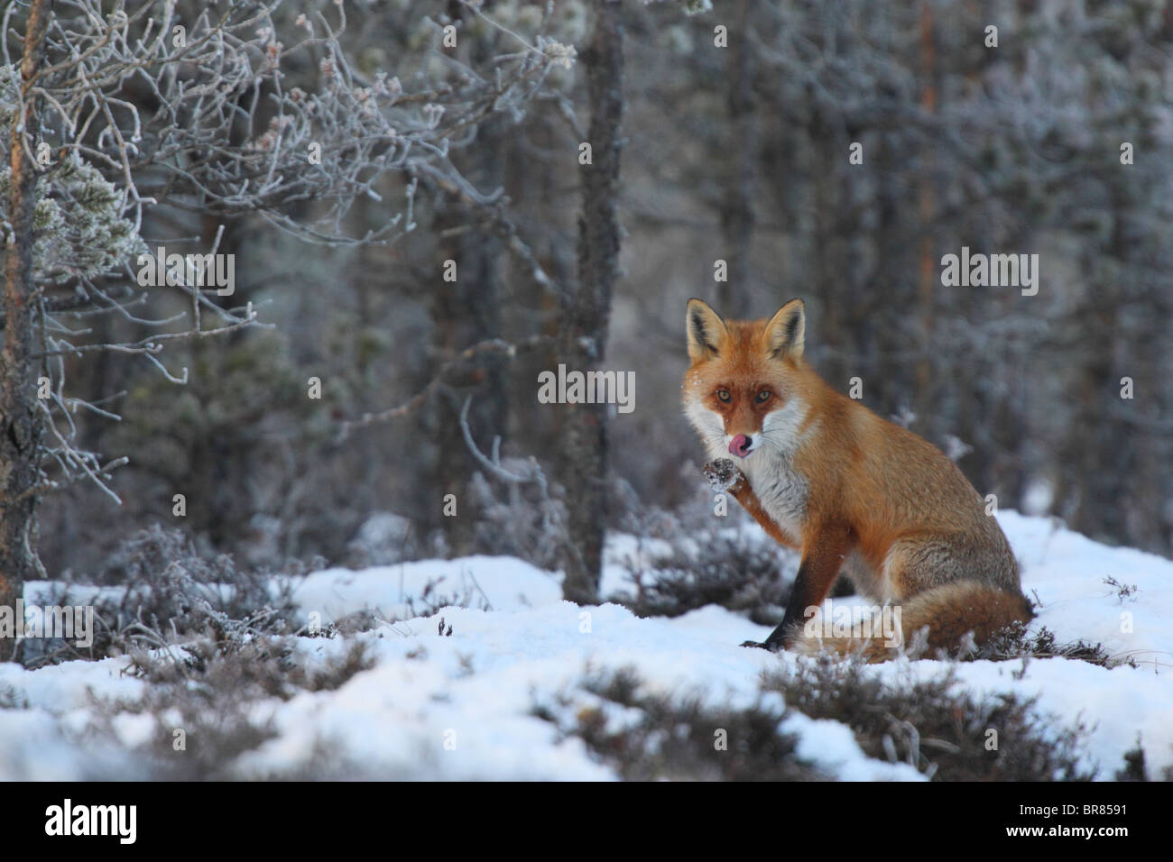 Wild Red Fox (Vulpes vulpes) washing his mouth with a paw after eating ...