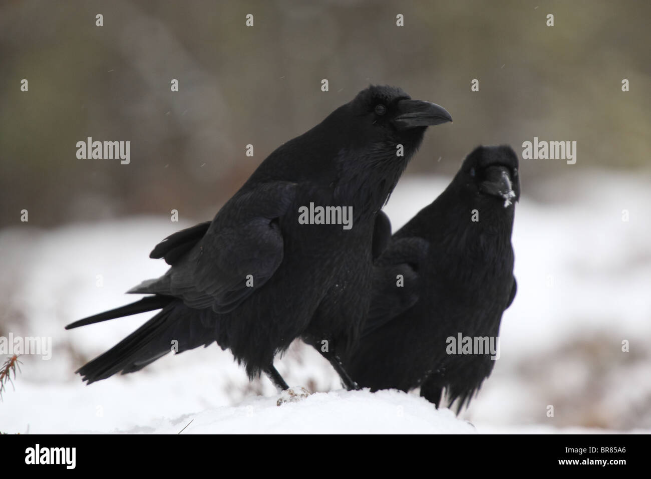 Raven in the snow hi-res stock photography and images - Alamy