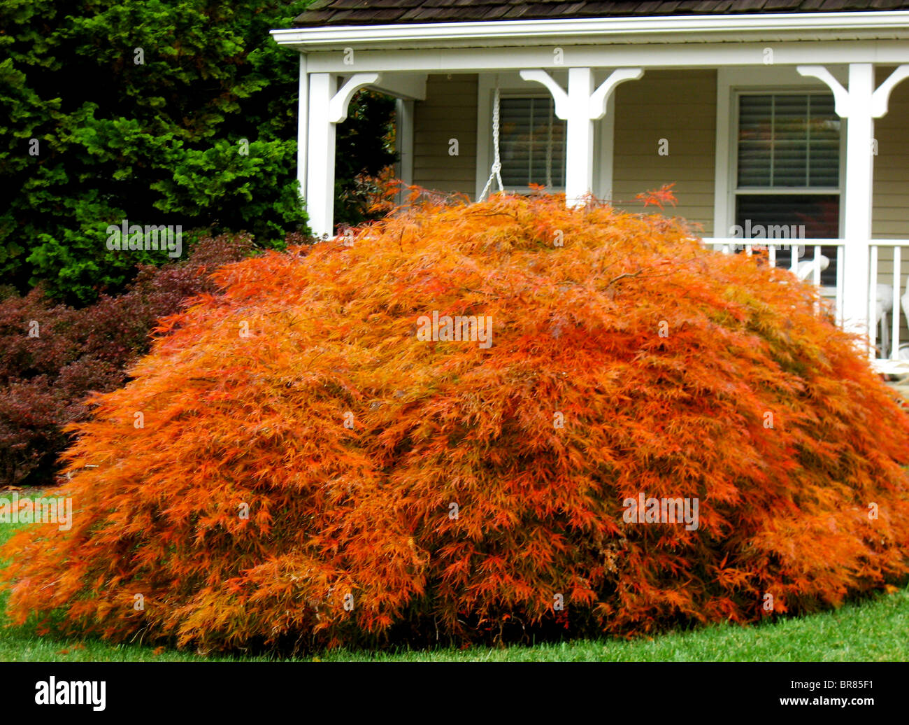 Fire Maple Bush in Fall Virginia USA United States America autumn ...