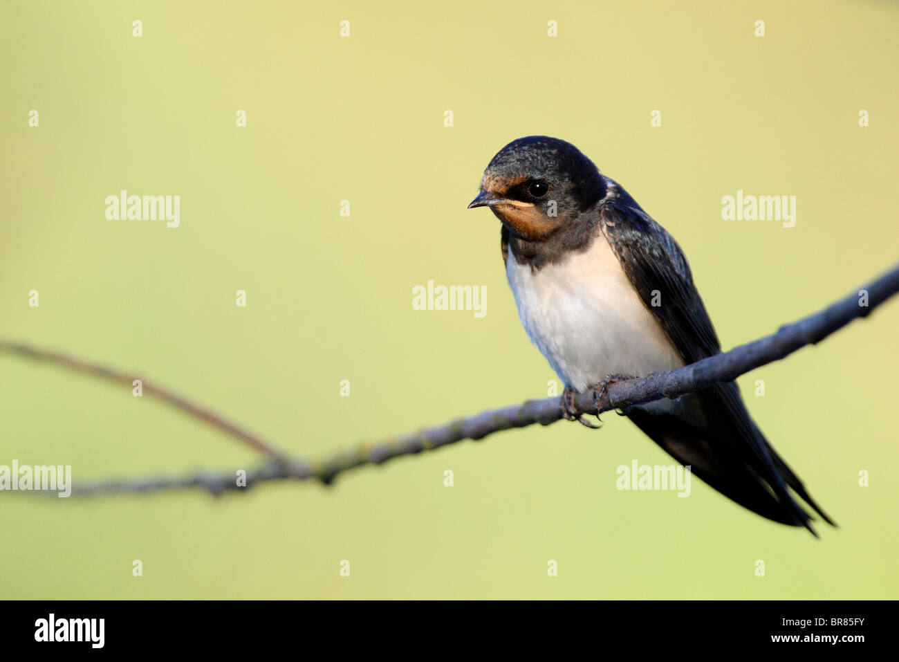 Barn Swallow (Hirundo rustica) perched on a branch Stock Photo - Alamy