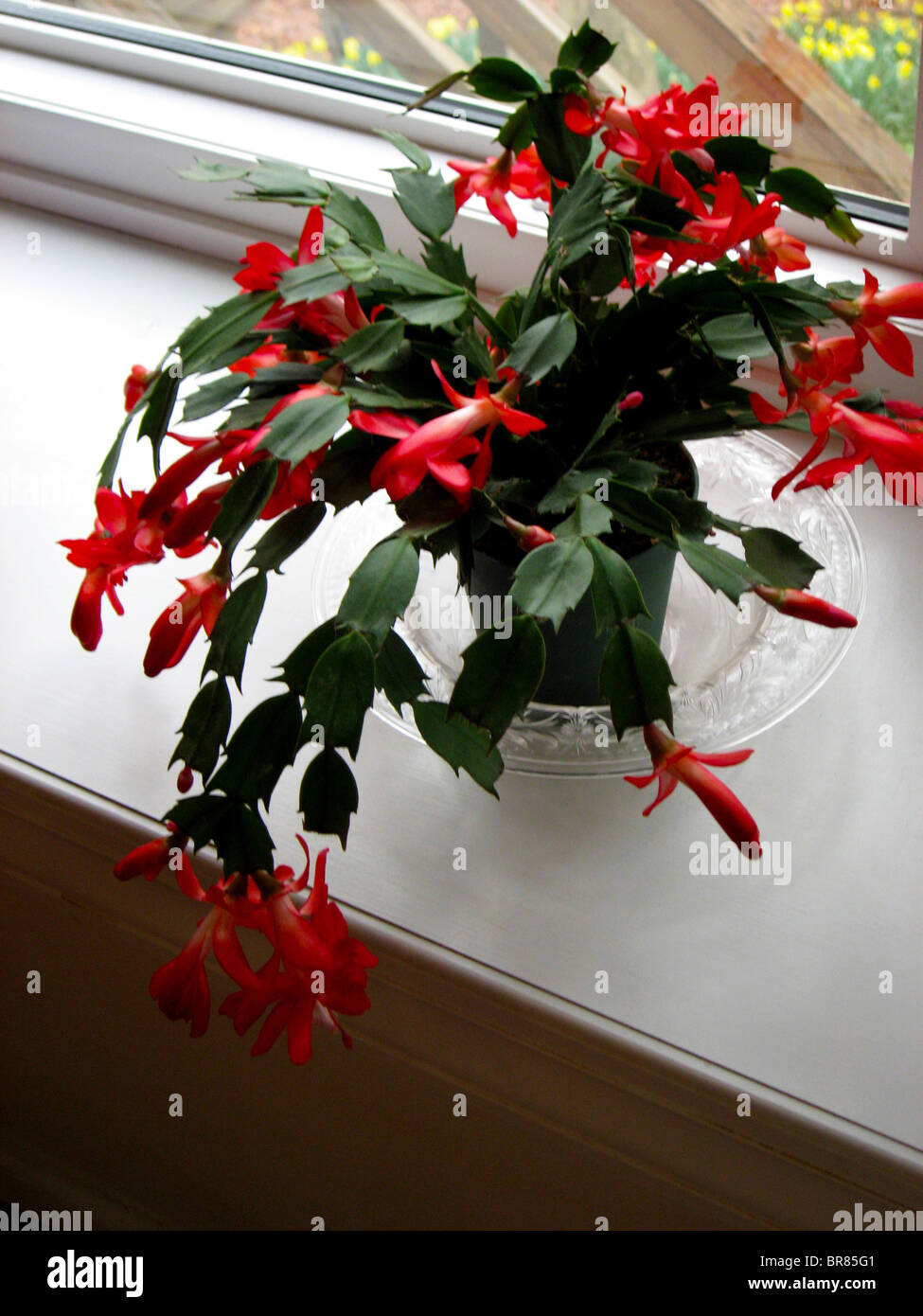 Christmas cactus, cactus, blooms, red, blooming, plant, house plant ...