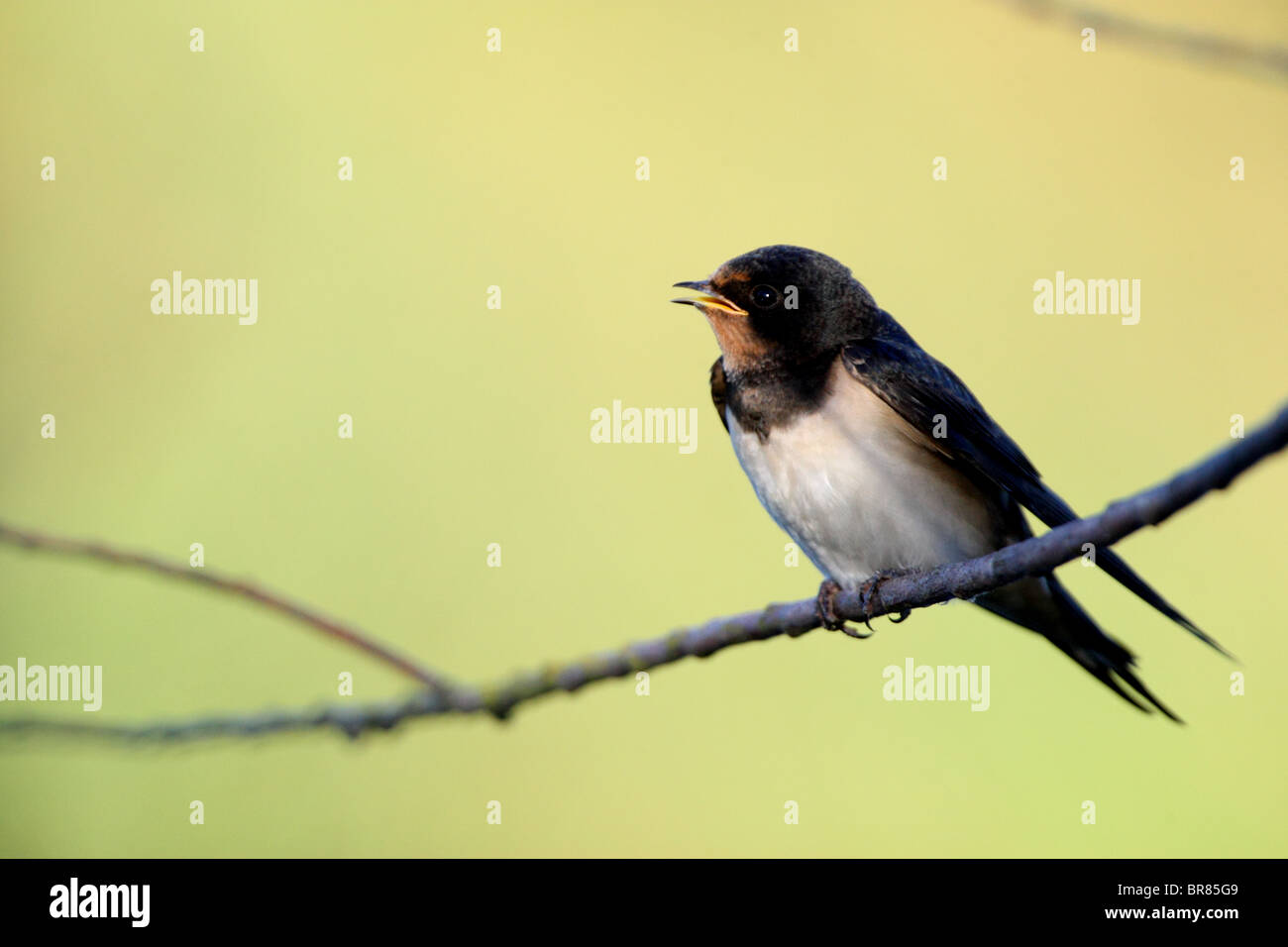 Barn Swallow (Hirundo rustica) perched on a branch Stock Photo - Alamy