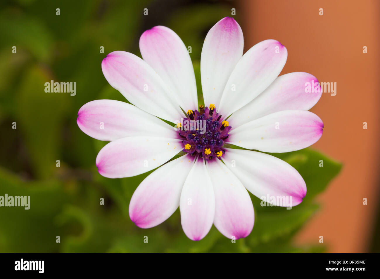 Marguerite flower hi-res stock photography and images - Alamy