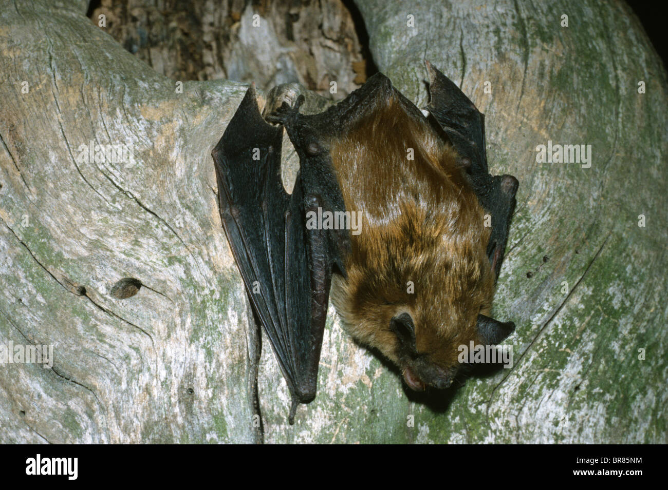 Brown bat hi-res stock photography and images - Alamy