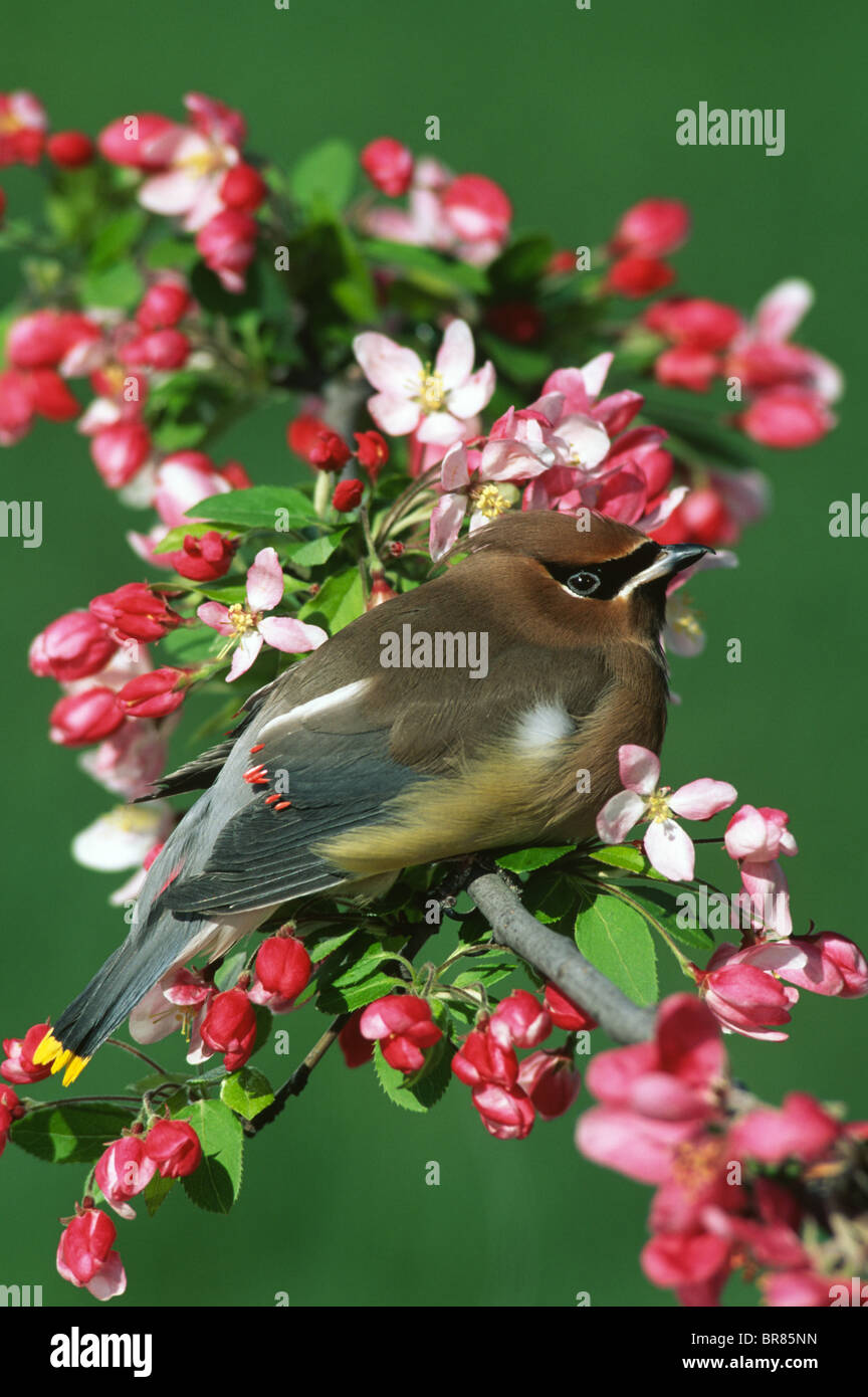 Eastern red cedar tree hi-res stock photography and images - Alamy
