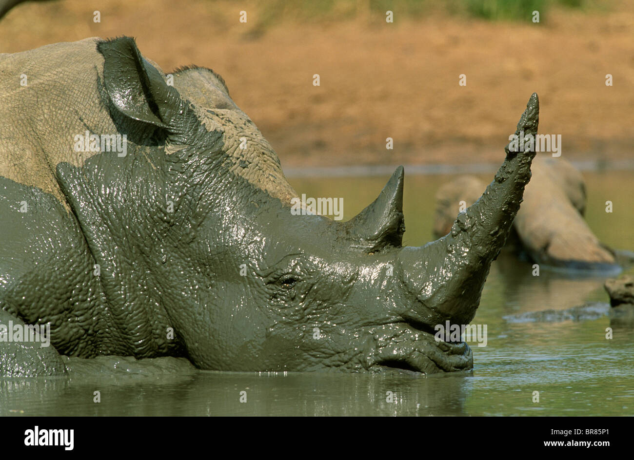 White rhinoceros mud wallow hi-res stock photography and images - Alamy